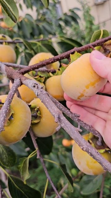 Краснодарская хурма вобравшая в себя всё летнее тепло!