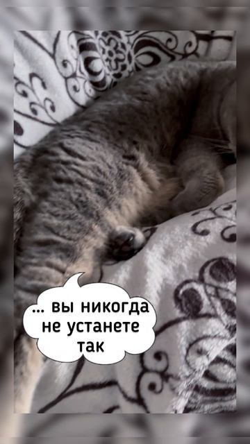 КошКомиксы. Серия 34 «Самая уставшая»