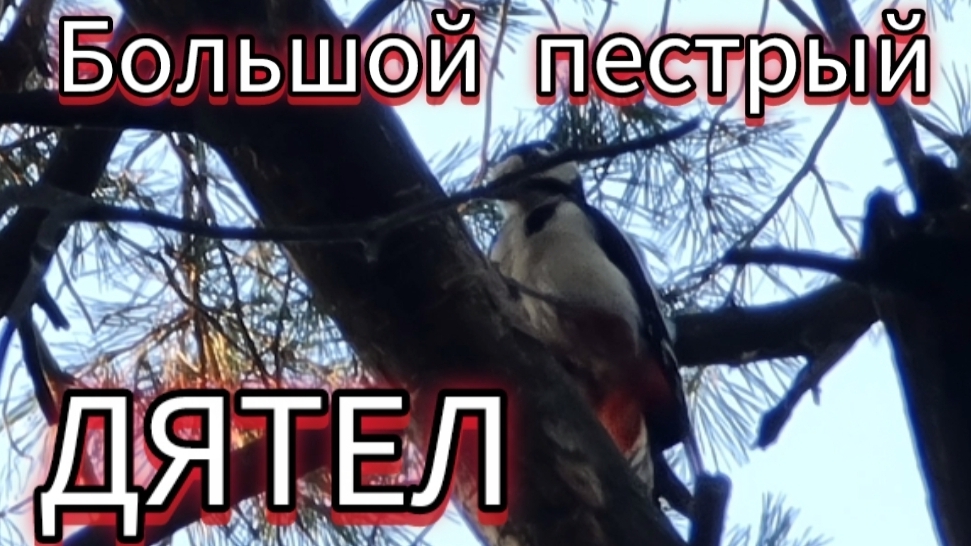 Санитар леса. Большой пестрый дятел. Птицы Поволжья.