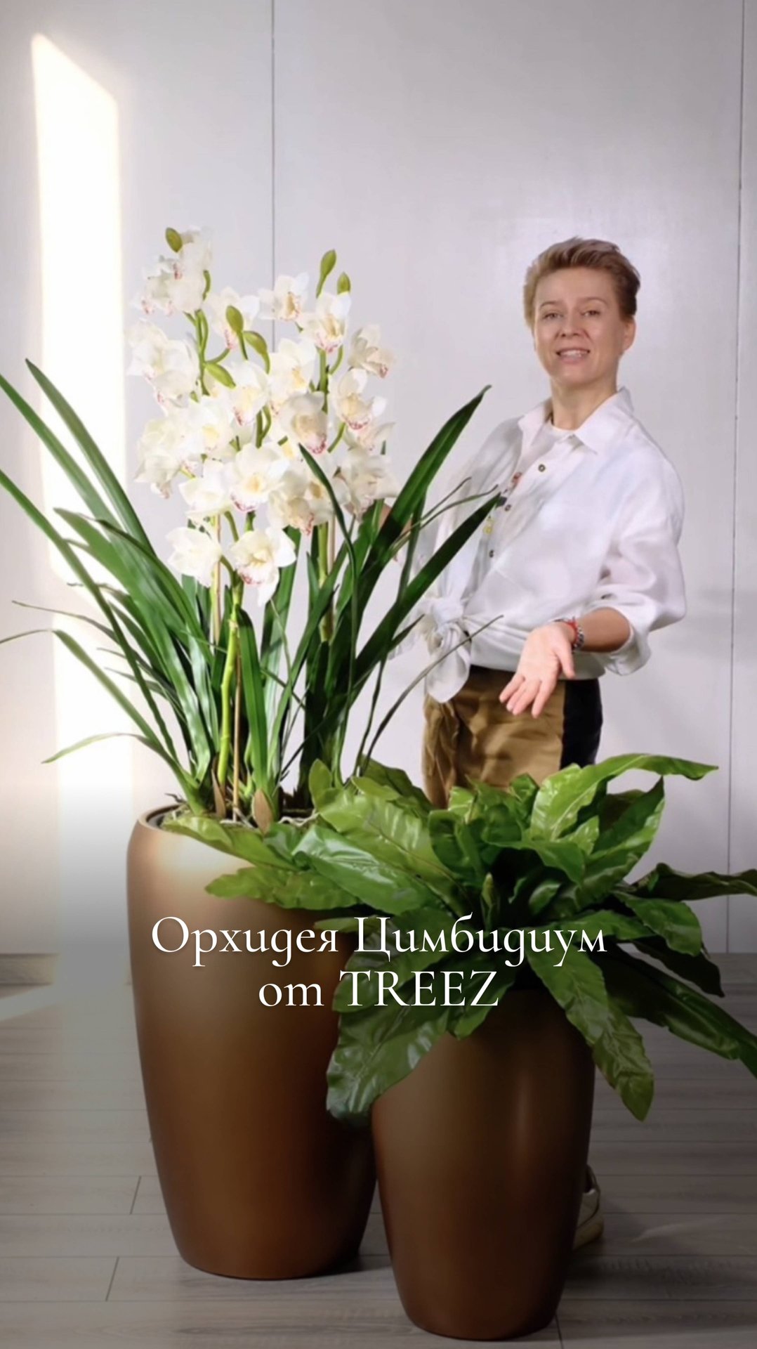 Цимбидиум: королева орхидей в вашем интерьере