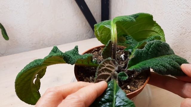 Как увеличить потенциал цветения стрептокарпуса, повысить продуктивность и выносливость розетки?