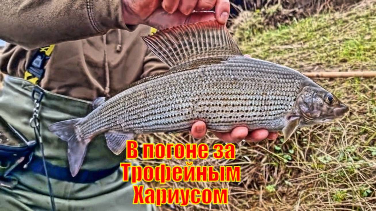 В погоне за Трофейным Хариусом