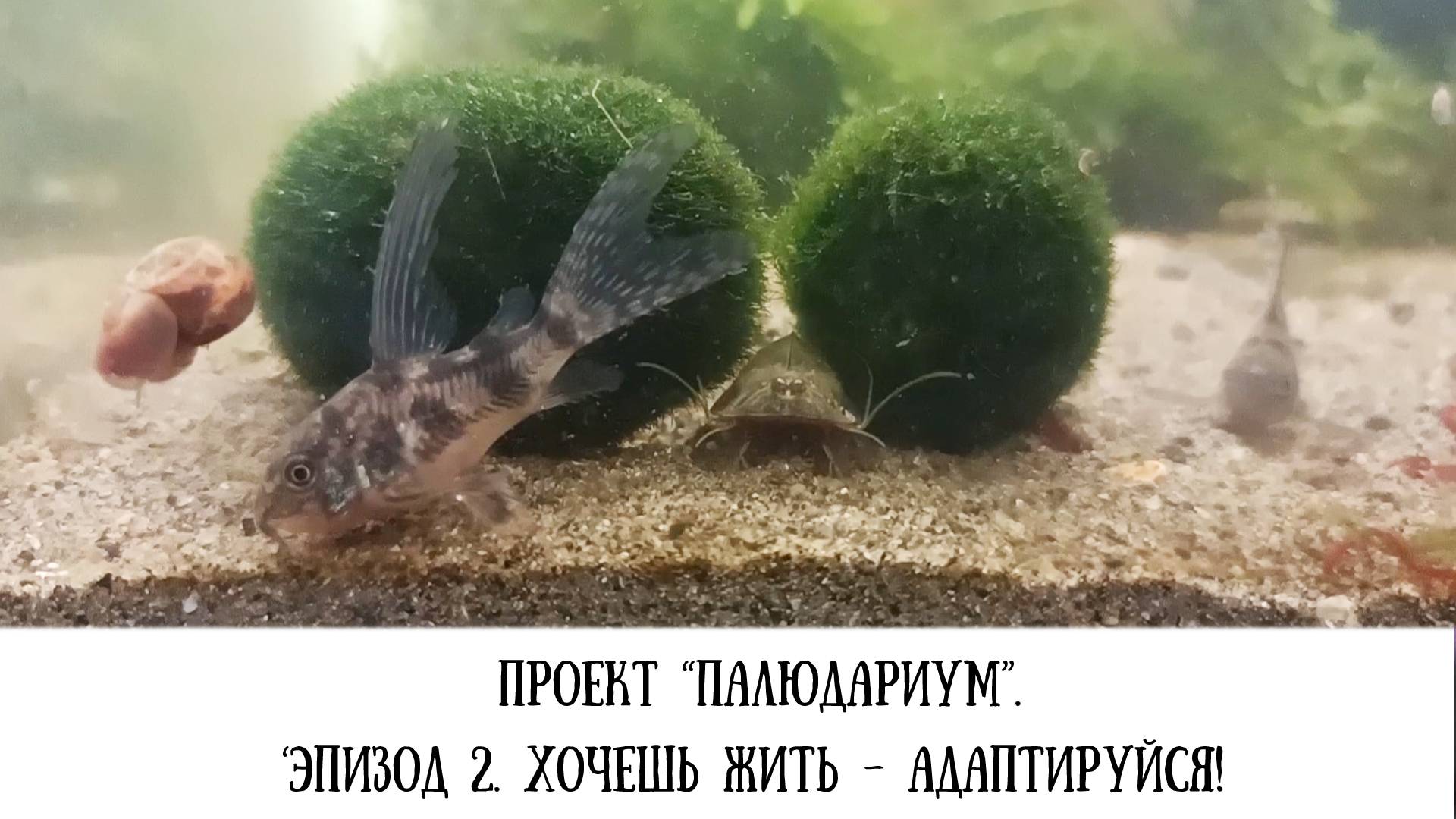 Проект "Палюдариум". Эпизод 2.  Хочешь жить - адаптируйся!