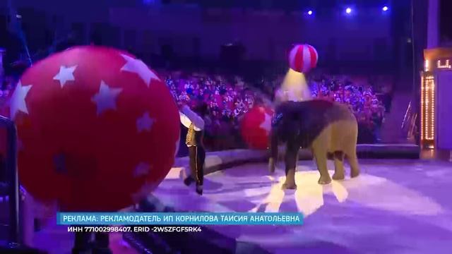 В Саратове состоялась премьера уникального театрально-циркового спектакля "Девочка и слон"