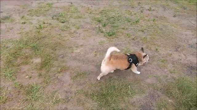 Боня на прогулке