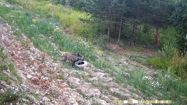 Кабан на кормушке в дождь|Дикий кабан