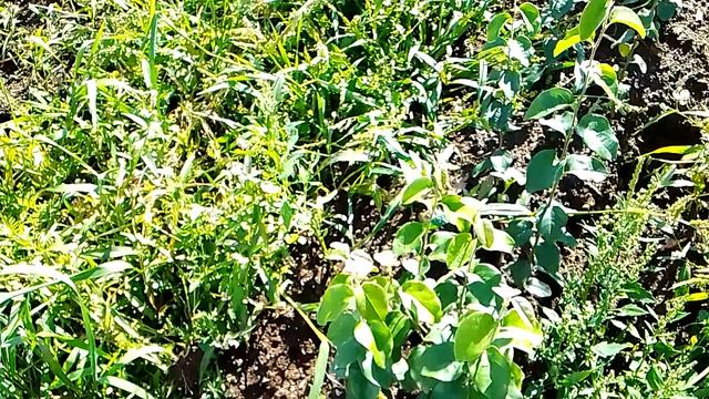 карликовый подвой для груши Элин