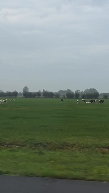 О голландских коровах болтаем с гидом Олегом в Амстердаме