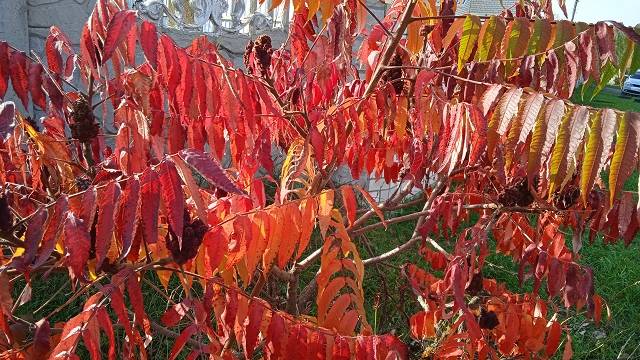 Осенняя красота сумаха, уксусного дерева в октябре