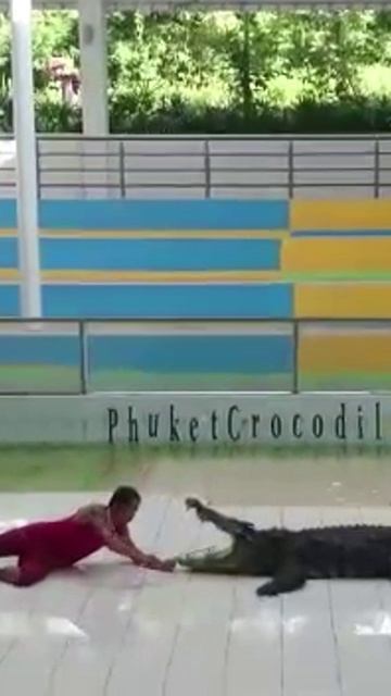 Таиланд/Шоу крокодилов (50)
