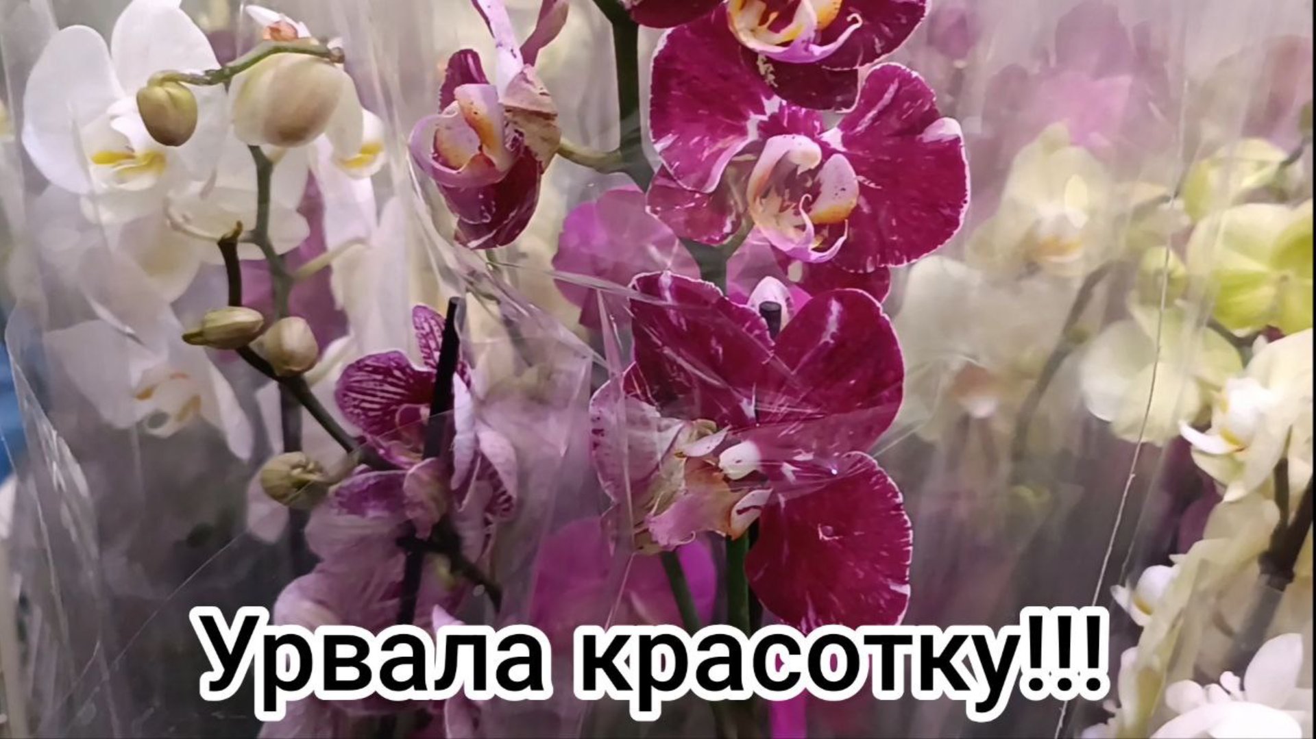 Шикарный завоз ОрХиДеЙ в строительном магазине 😍 #орхидеи