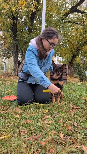 Келпи Кадри - учимся ловить подброшенный диск
