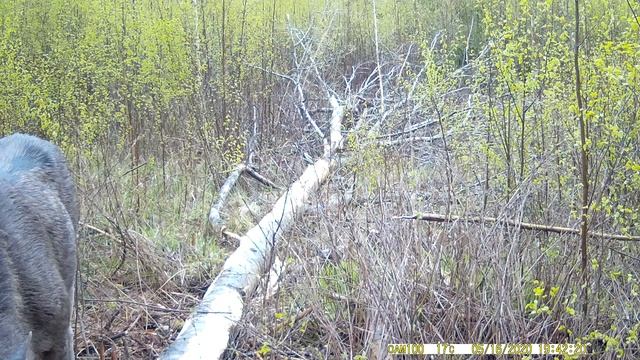 Новый солонец для лося. Фотоохота (часть 3).Лось нашел новый солонец №1.