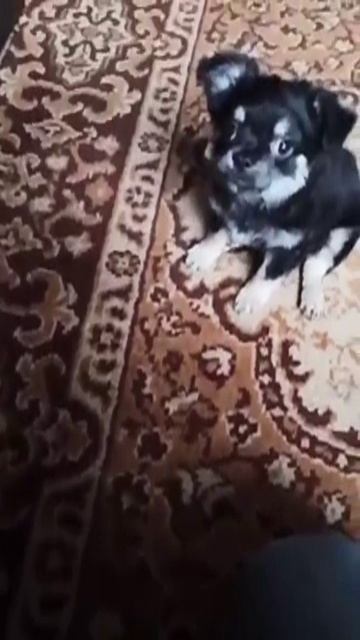 Джерри ПОЁТ (38)