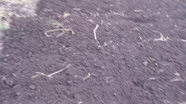 Нынче пашем огород, а малинку кладём в рот.