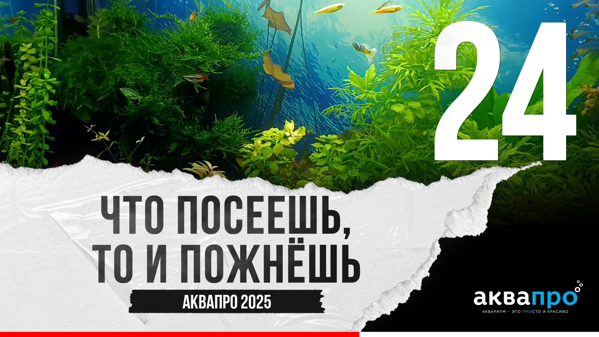 24. Что посеешь, то и пожнёшь. #АкваПро