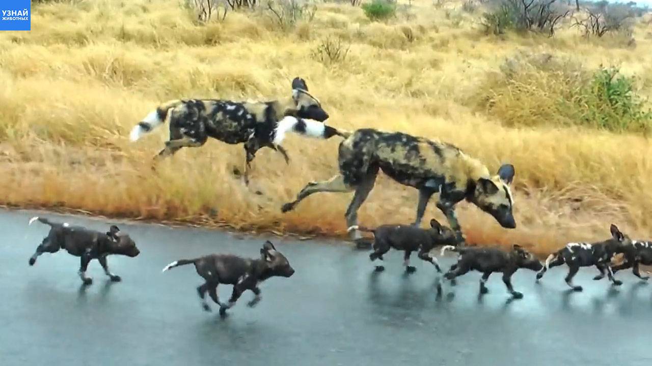 Львы украли щенка у африканских диких собак