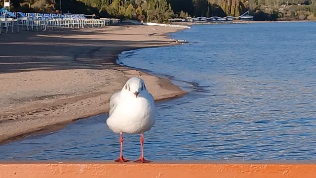 Ленивые чайки.