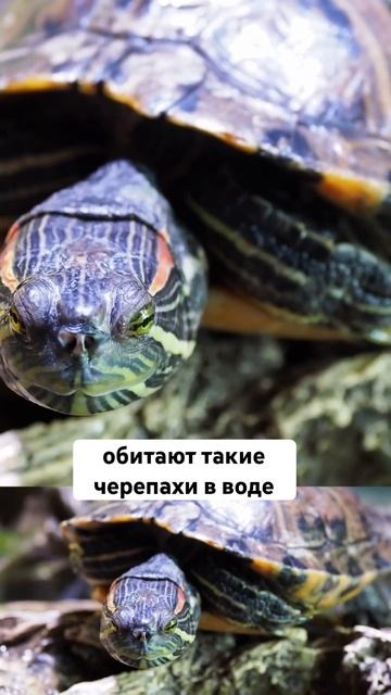 Про красноухих черепах