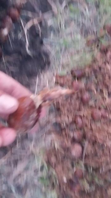 Как выглядят проростки ореха!