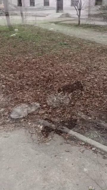 Гретта - мама Джерри - на прогулке (42)