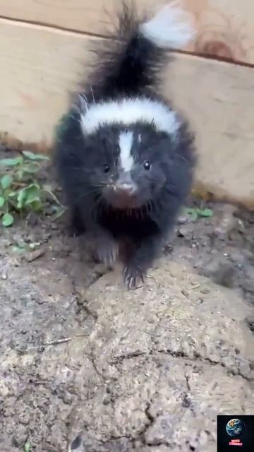 Теперь вы знаете, как психует маленький скунс.