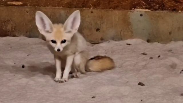 Африканская лисица - фенек