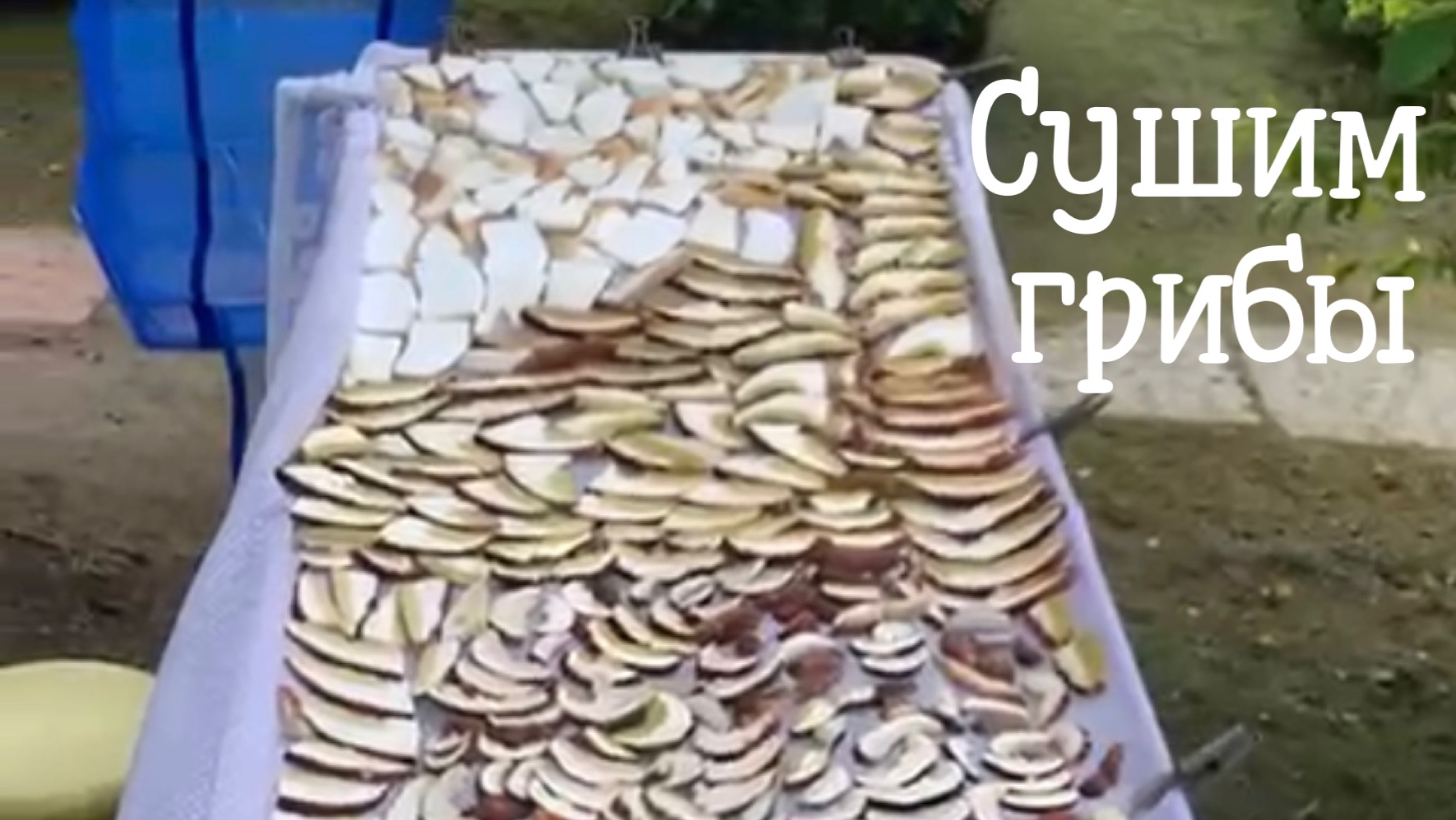 Как сушить грибы на даче #дачныедела #дачнаяжизнь #дачныесоветы #грибы #грибники #сушимгрибы