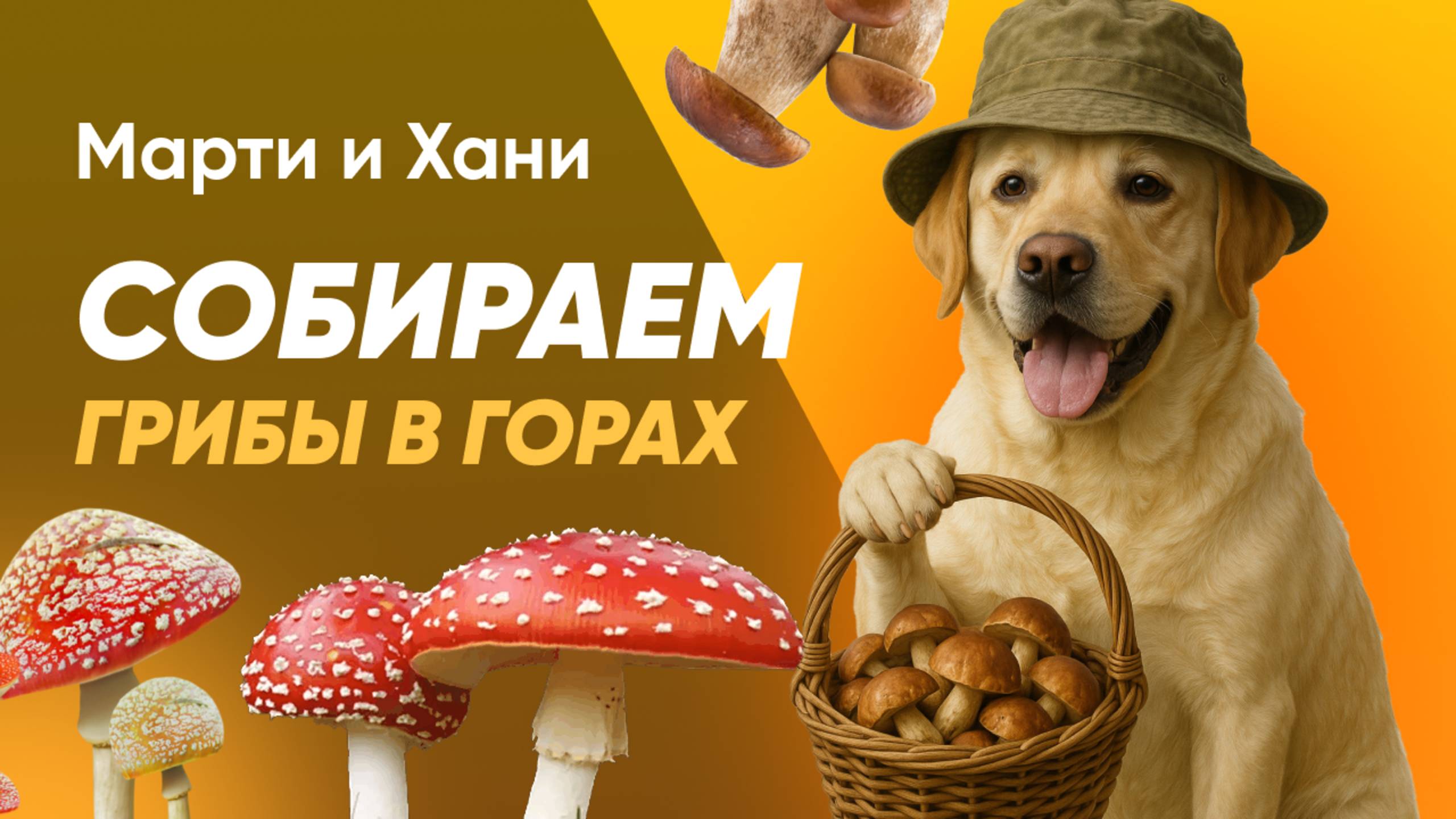 ПОХОД ЗА ГРИБАМИ В СУККО / ПОТЕРЯЛИ СОБАК / КИЗИЛ / МАРТИ ПОТЕРЯЛ АДРЕСНИК / ЕСТЬ ГРИБЫ?