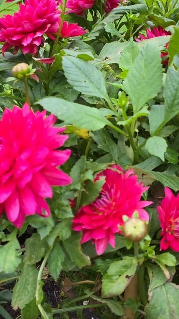 Очень красивые георгины в замке Ротшильдов недалеко от Амстердама