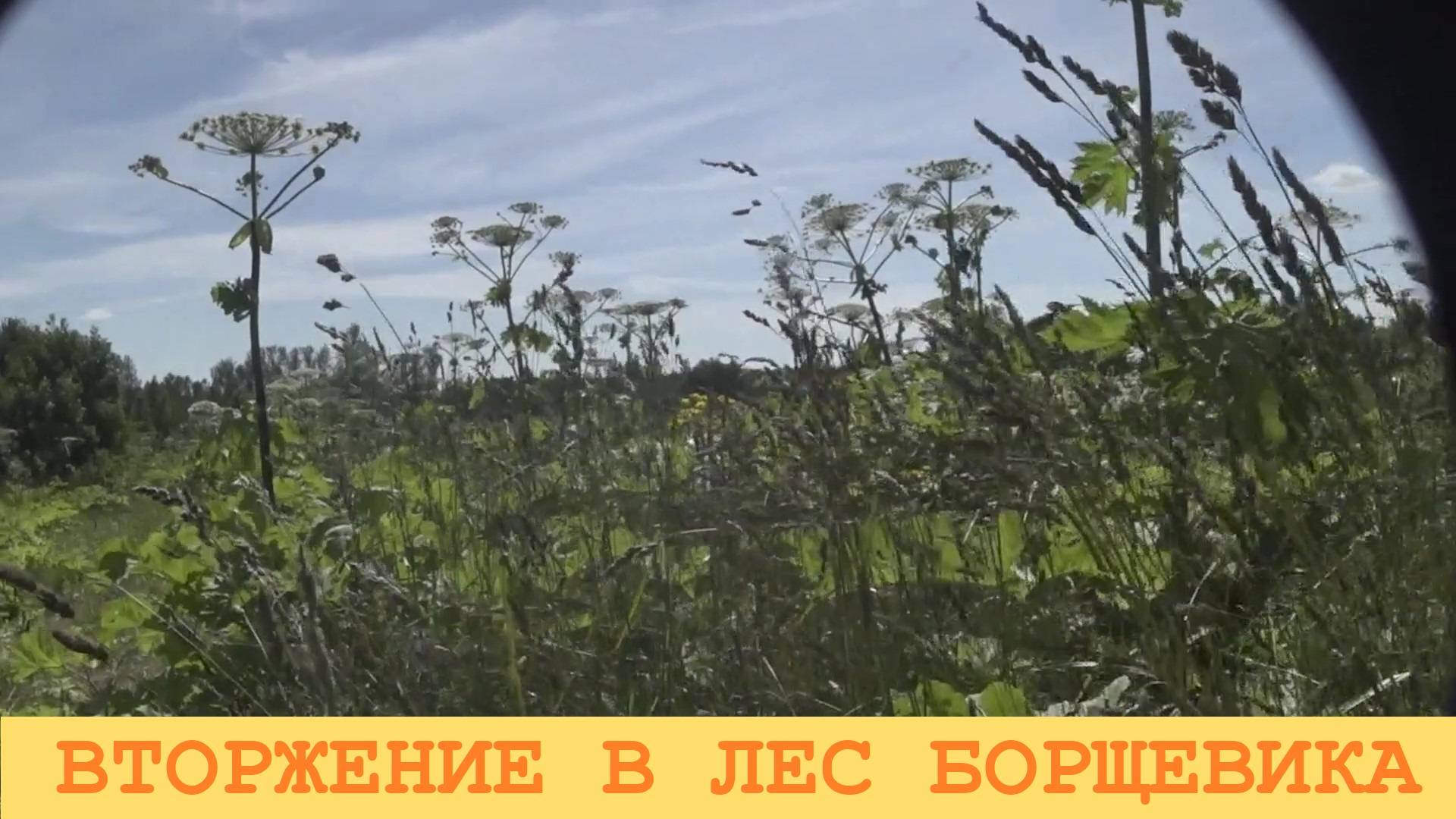 2025 Июль. Снова давлю борщевик. Трактор теряет части, но едет.