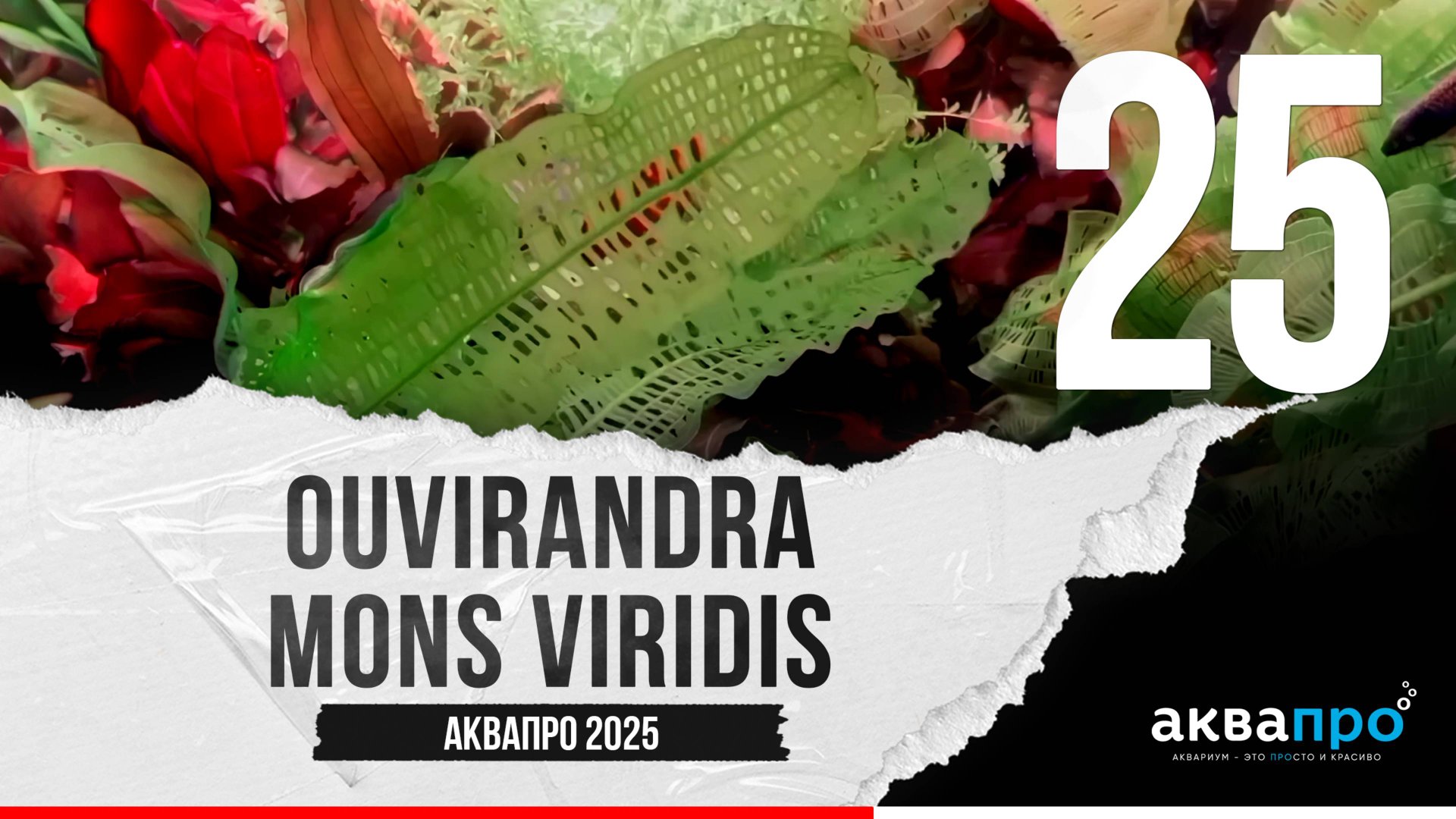25. Ouvirandra Мons viridis. #АкваПро