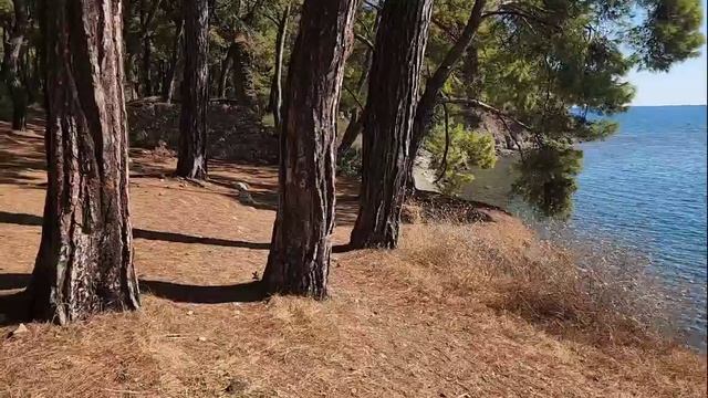 ФАЗЕЛИС октябрь 2025 #онлайн #экскурсия #путешествие Светлана ВЕДА