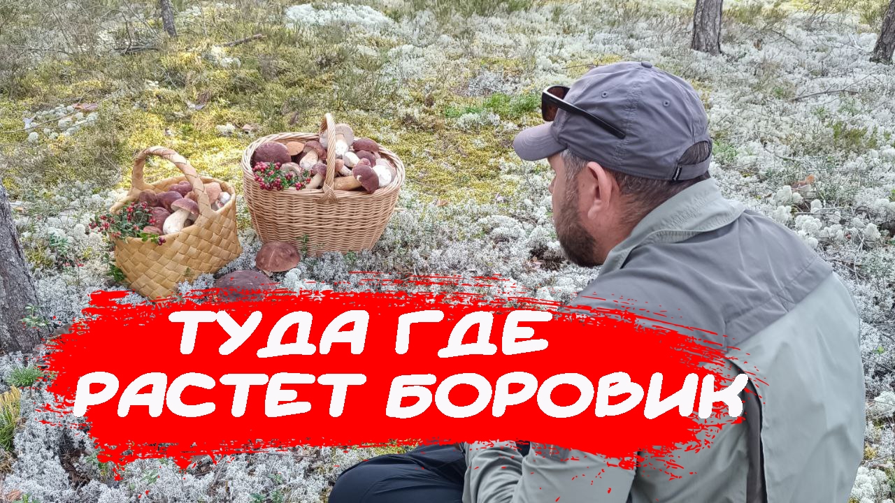 БОРОВИК СОСНОВЫЙ 🌲 Элита царства грибов.