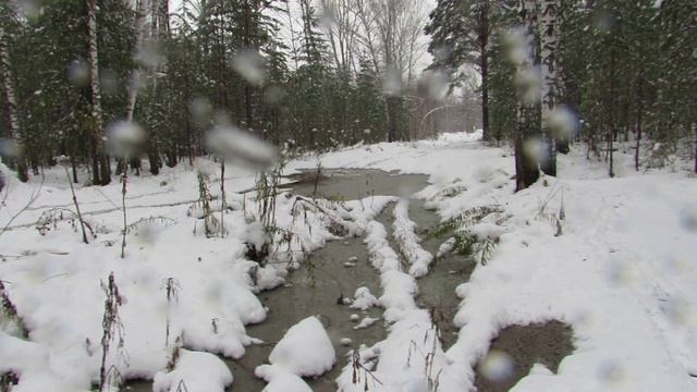 Прогулка с блудом по лесу. Октябрь.