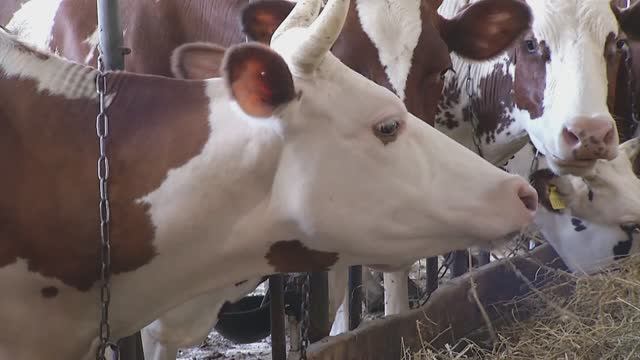 Фильм о сельскохозяйственном предприятии "Белоярское"