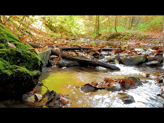 Фоновое видео. Трейлер канала "Autumn Freshness"