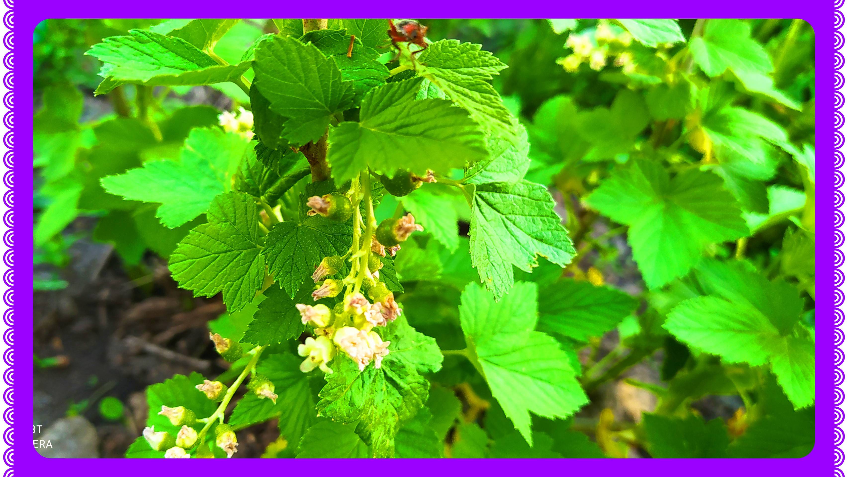 Подкормка для смородины! Завалит ягодами!