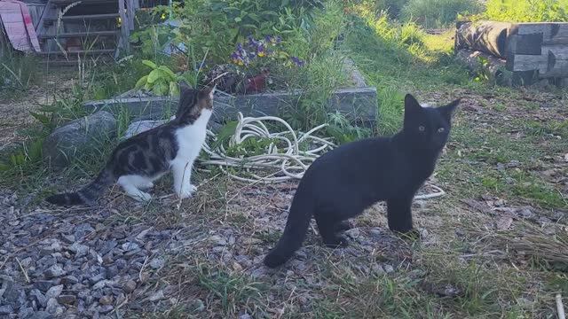 Соловецкие коты и собаки. Cats and dogs of Solovki