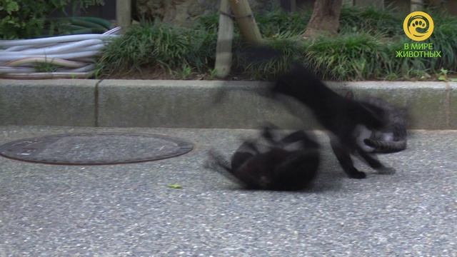 Кошки Японии. Анонс. Канал В Мире Животных