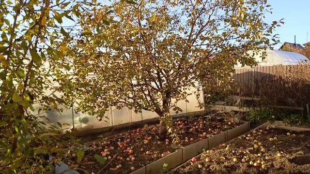 Посадила чеснок и покоптила окуней