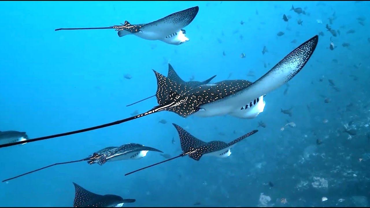 Фоновое видео. Трейлер канала "Underwater"