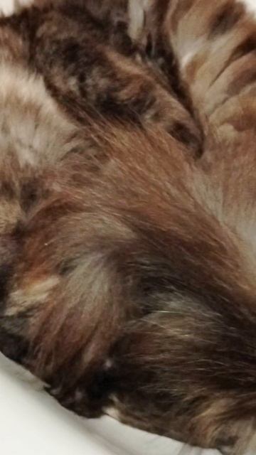 Мои усатые друзья..Фифа ..Про тех кто живёт рядом..