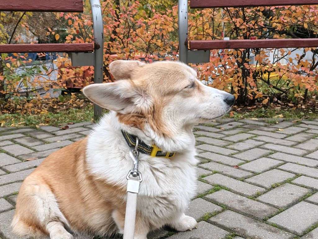 просто Кисена трансляция