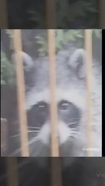 Хъазт"ЗООПАРК"