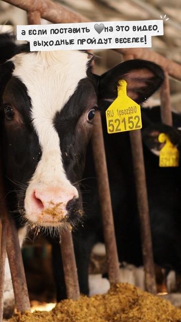 Носы, которые делают пятницу лучше 🐮