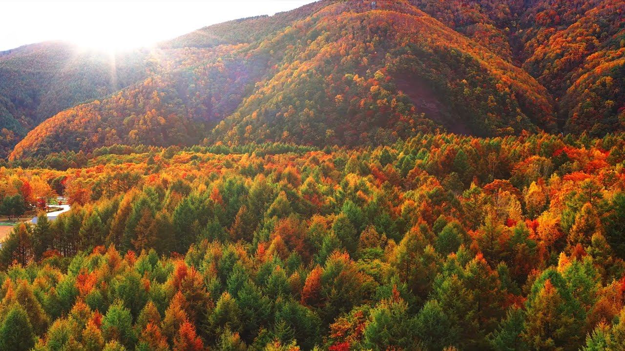 Фоновое видео. Трейлер канала "Golden Autumn"