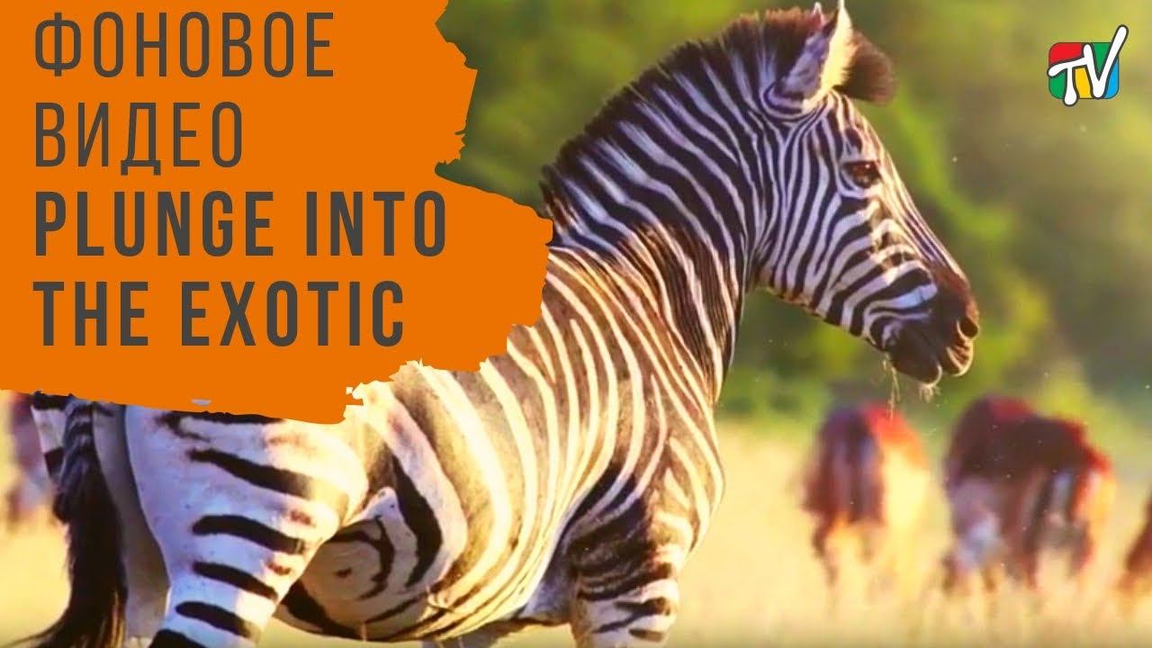Фоновое видео. Трейлер канала "Plunge into The Exotic"