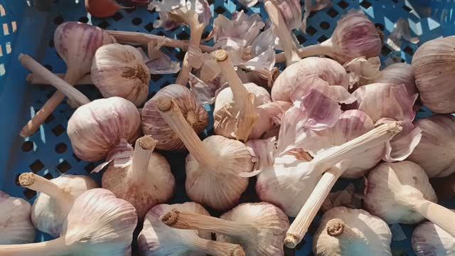 Посадила сегодня под зиму чеснок и лук