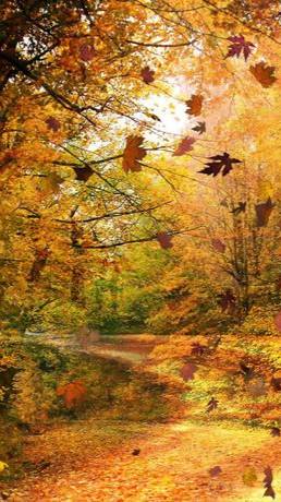 Лес осенний.